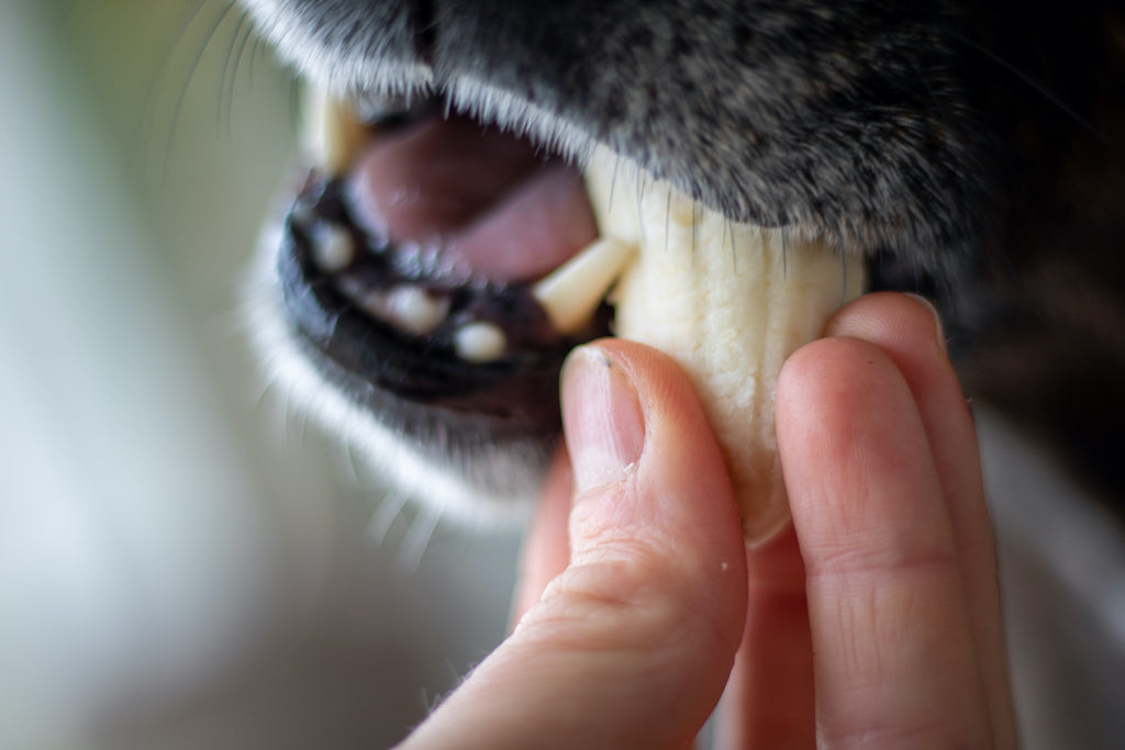 Hvad Kan Hunde Ikke Tåle Skadeligt Mad For Din Hund Siccarodk