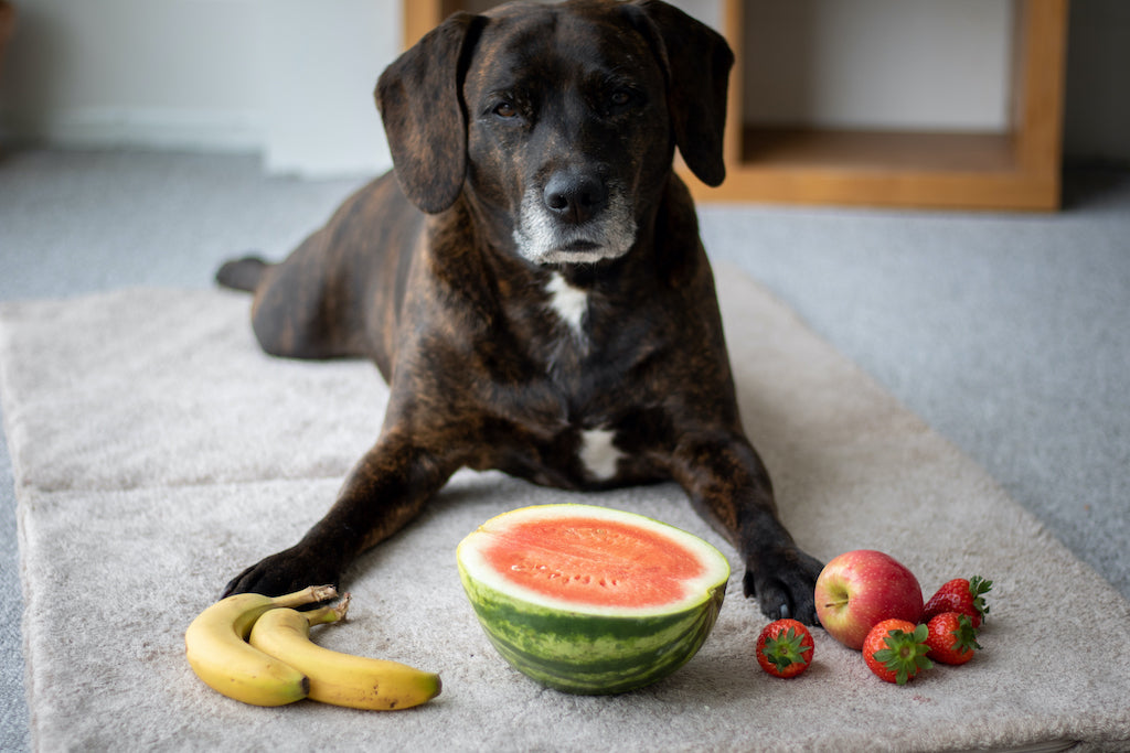 Hvad Kan Hunde Ikke Tåle Skadeligt Mad For Din Hund Siccarodk