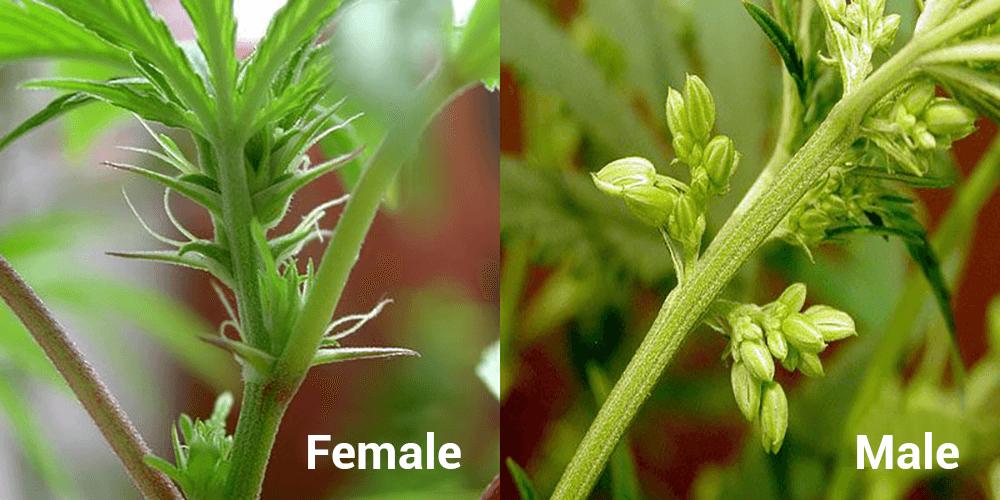 Male Plants Vs Female Plants Whats The Difference Medicgrow