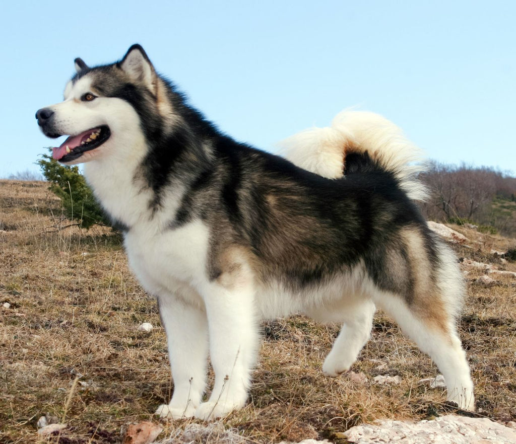 Lista 95 Foto Cruza De Husky Con Alaska Malamute Cena Hermosa