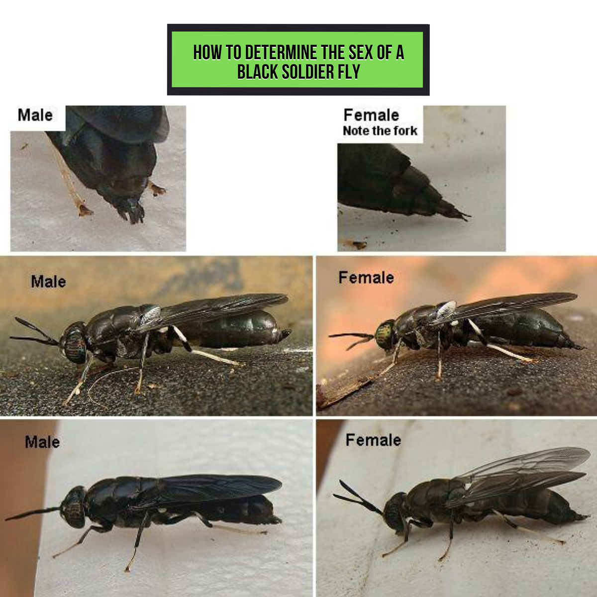 How To Determine The Sex Of Black Solider Fly