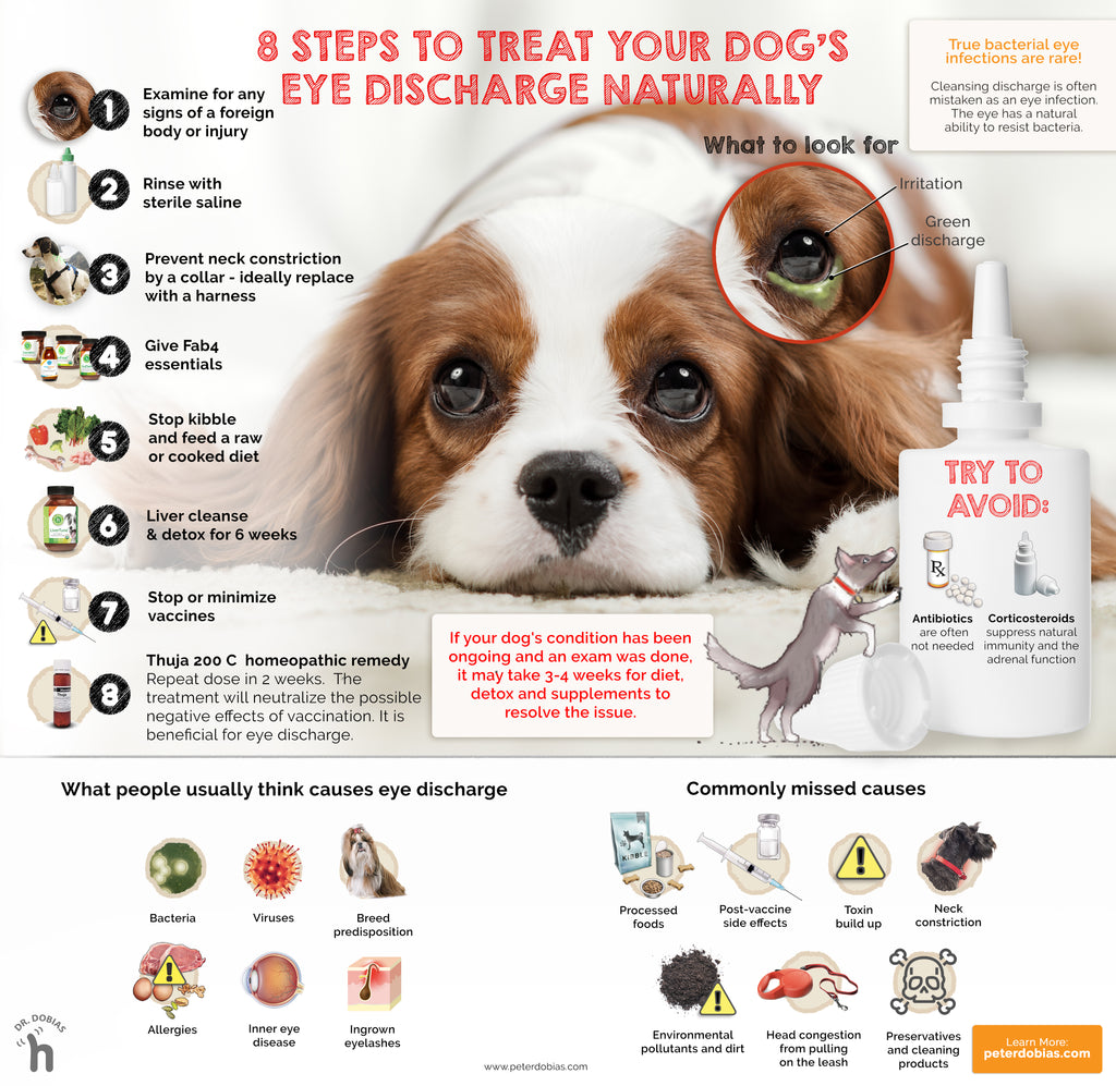 How Can I Treat My Dogs Eye Infection Without Going To The Vet A