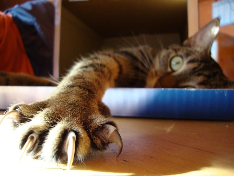 6 Fascinating Facts About Your Cats Paws Meowingtons