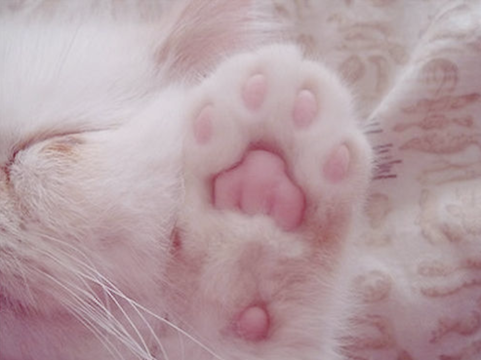 6 Fascinating Facts About Your Cats Paws Meowingtons