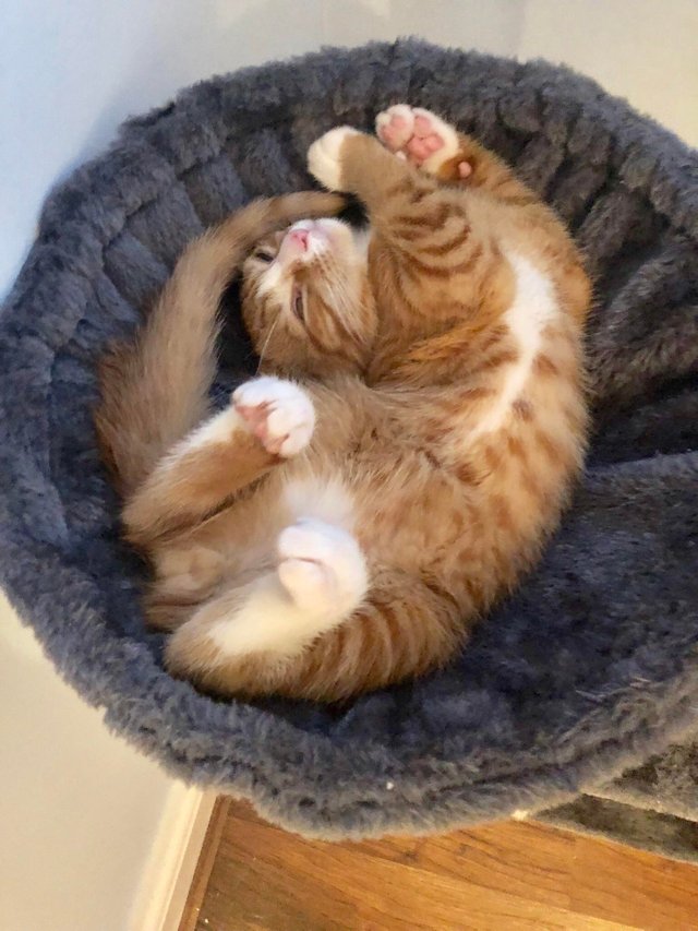 Literally Just 14 Photos Of Cats With Their Cute Lil Paws Curled Up