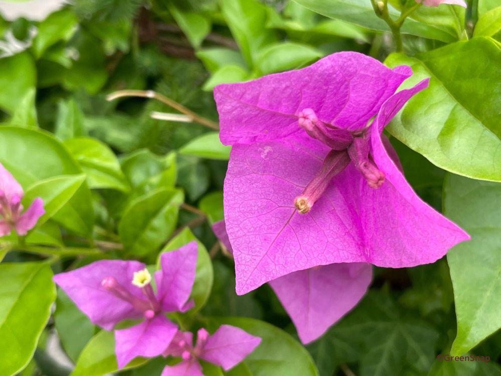 ブーゲンビリアの花