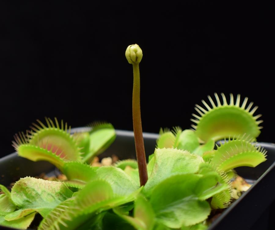 Venus Flytrap Dionaea Muscipula Divide And Culture