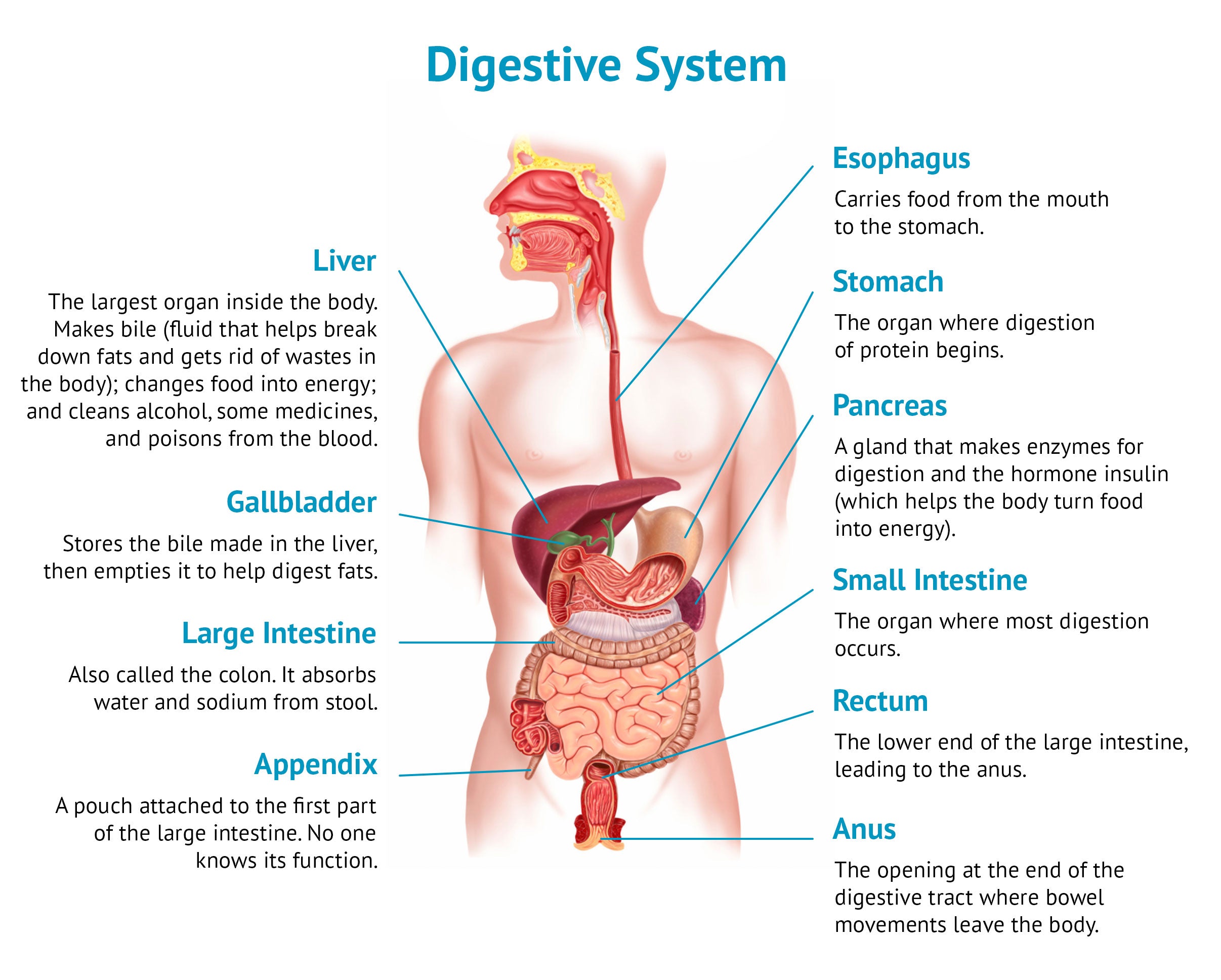 How Your Digestive System Works Smidge®