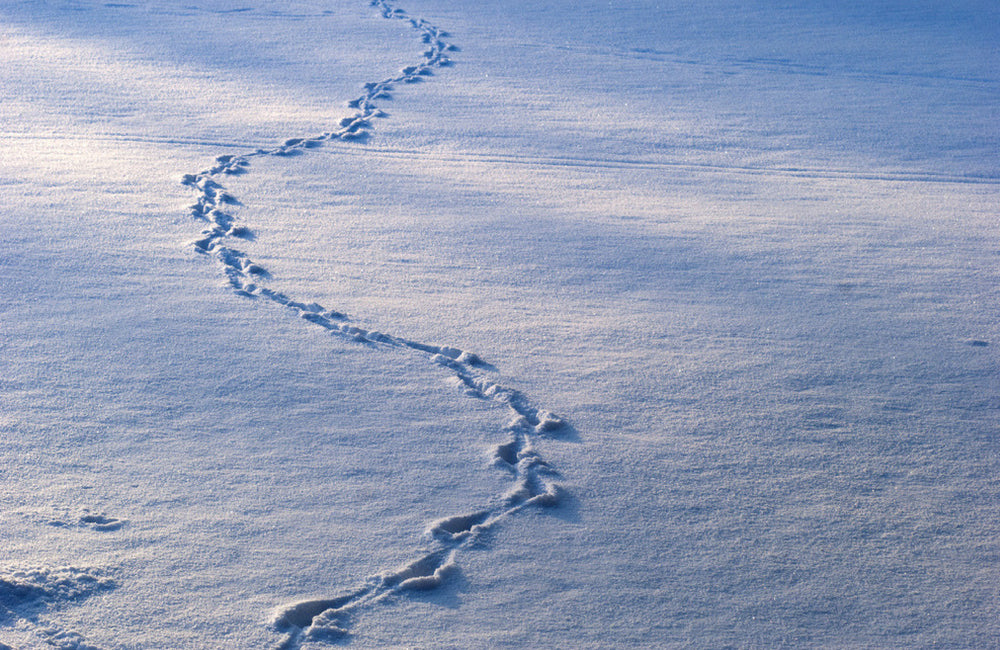 36 Most Common Animal Tracks Identification Guide For Usa