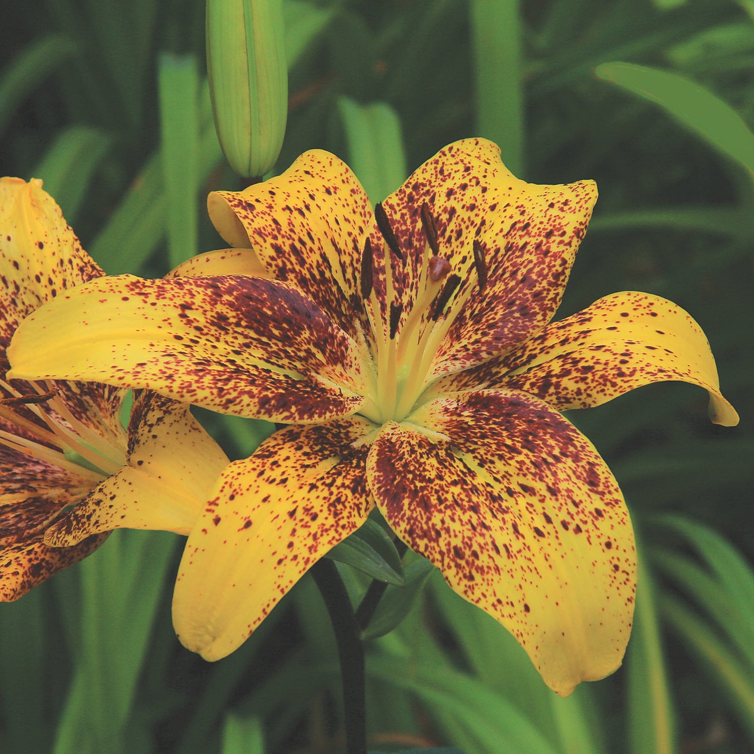 Asiatic Lily Care Deadheading I Learned Something New Today From The