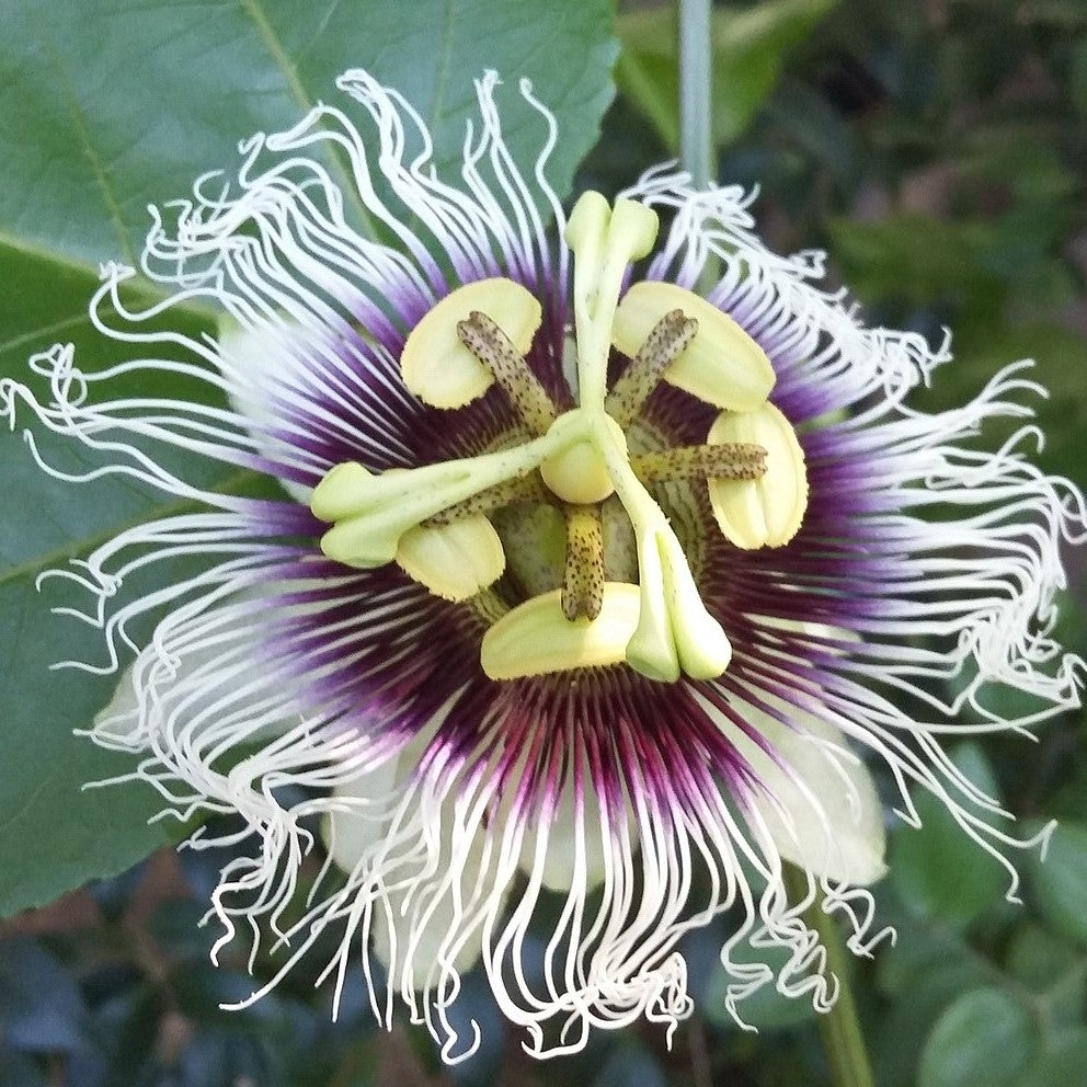 Passion Flower Vine Edulis Frederick Purple And White Passiflora