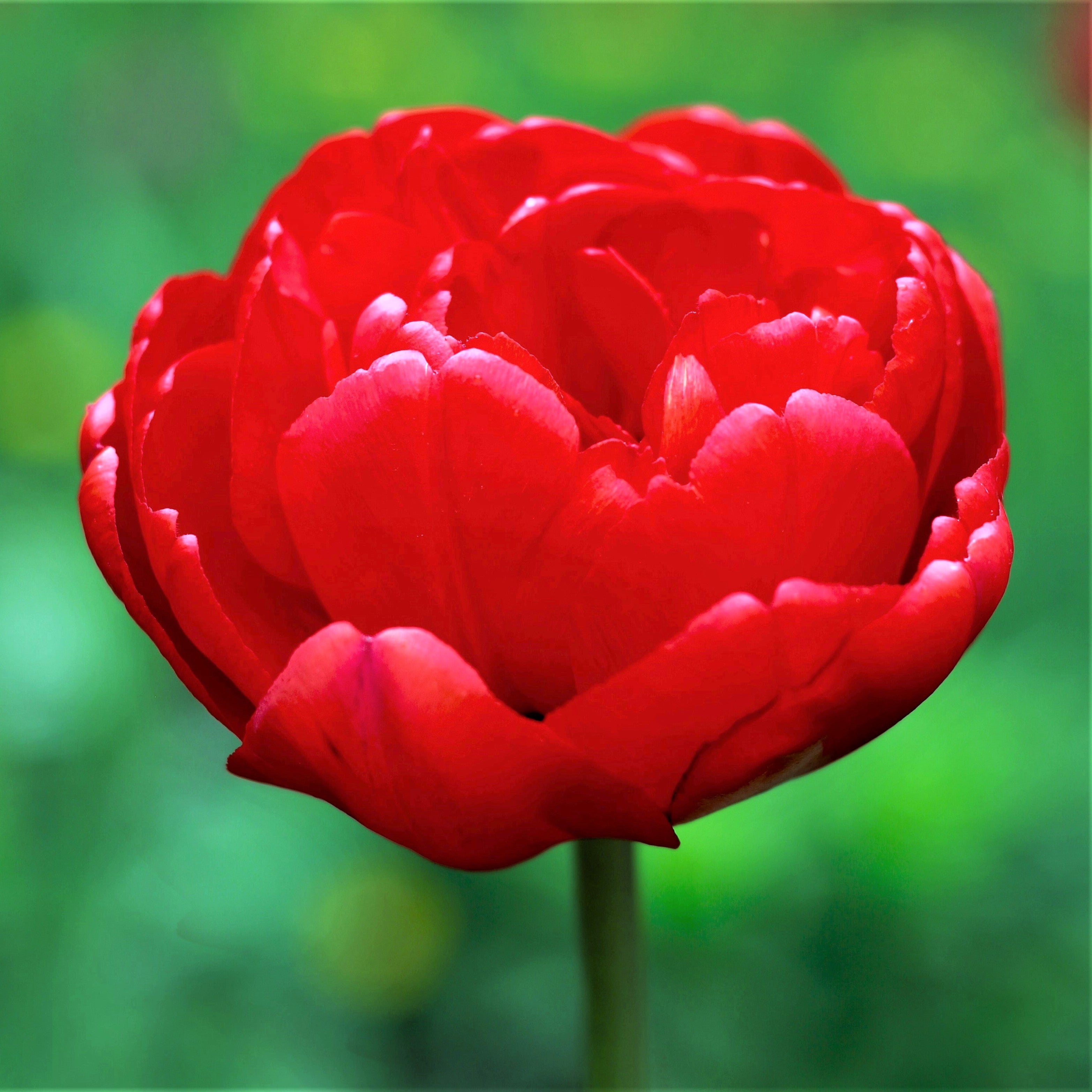 Tulip Abba Red Double Tulip Fragrant Red Tulip Red Peony Tulip