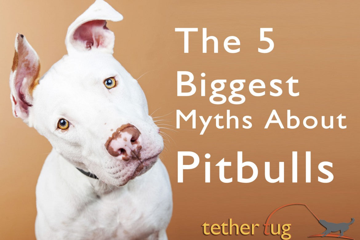 The 5 Biggest Myths About Pitbulls Busted Tether Tug