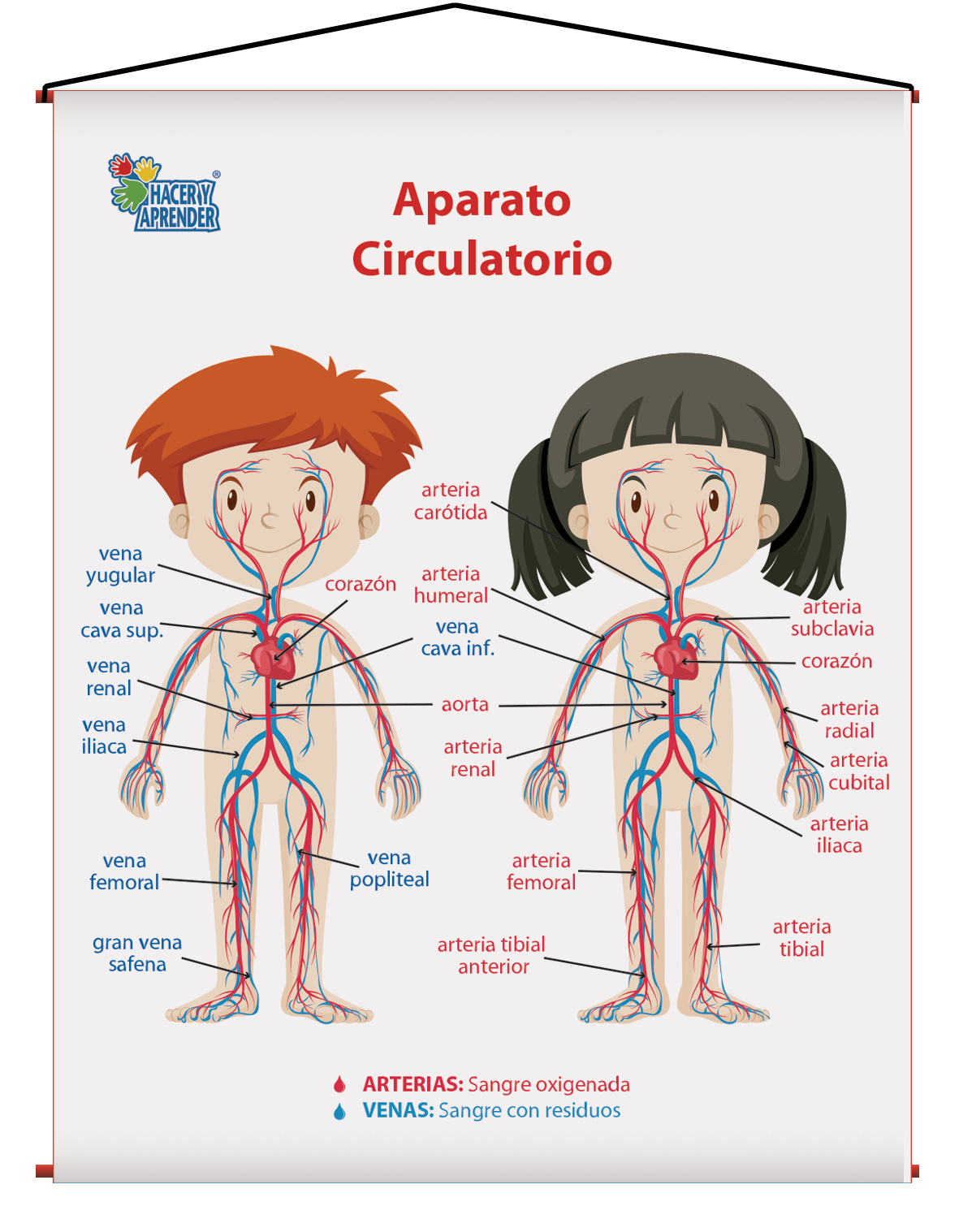 Dibujo Del Sistema Circulatorio Y Sus Partes Chefli