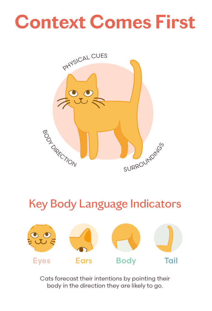 The Definitive Guide To Cat Behavior And Body Language Tuft Paw