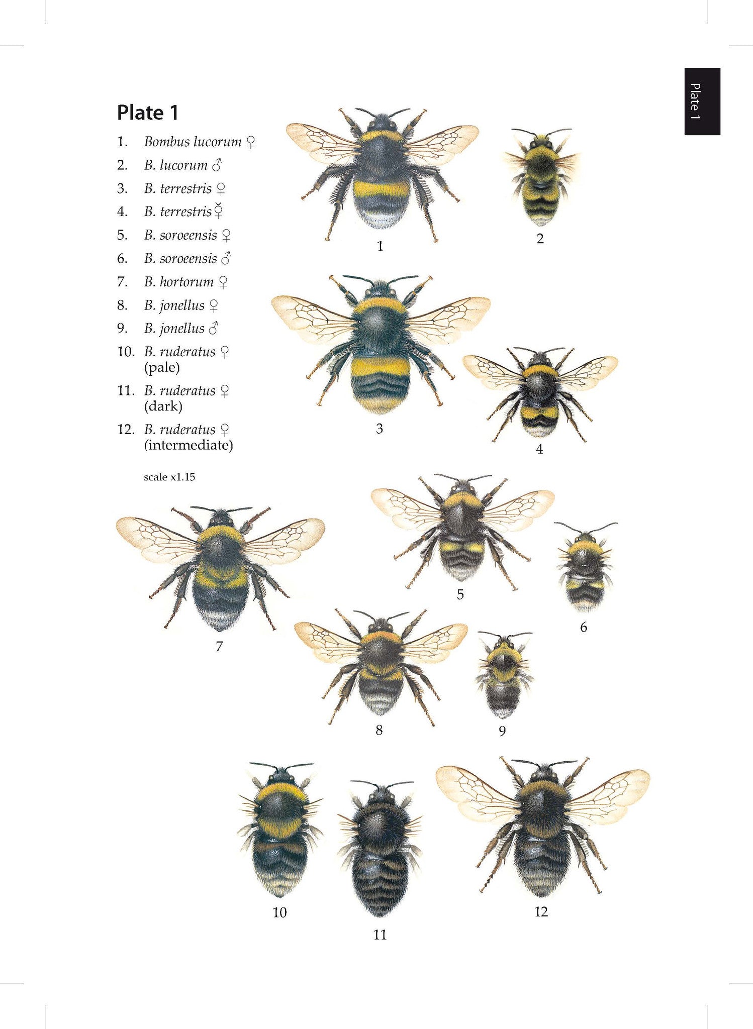 Bumblebees Naturalists Handbooks Prys Jones Corbet Pelagic