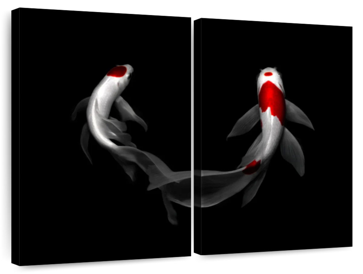 Swimming Kohaku Koi Fish Wall Art Photography