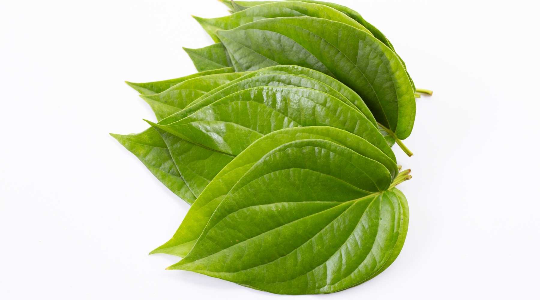 Medicinal Properties Of Betel Leaves And Tips On How To Grow Them