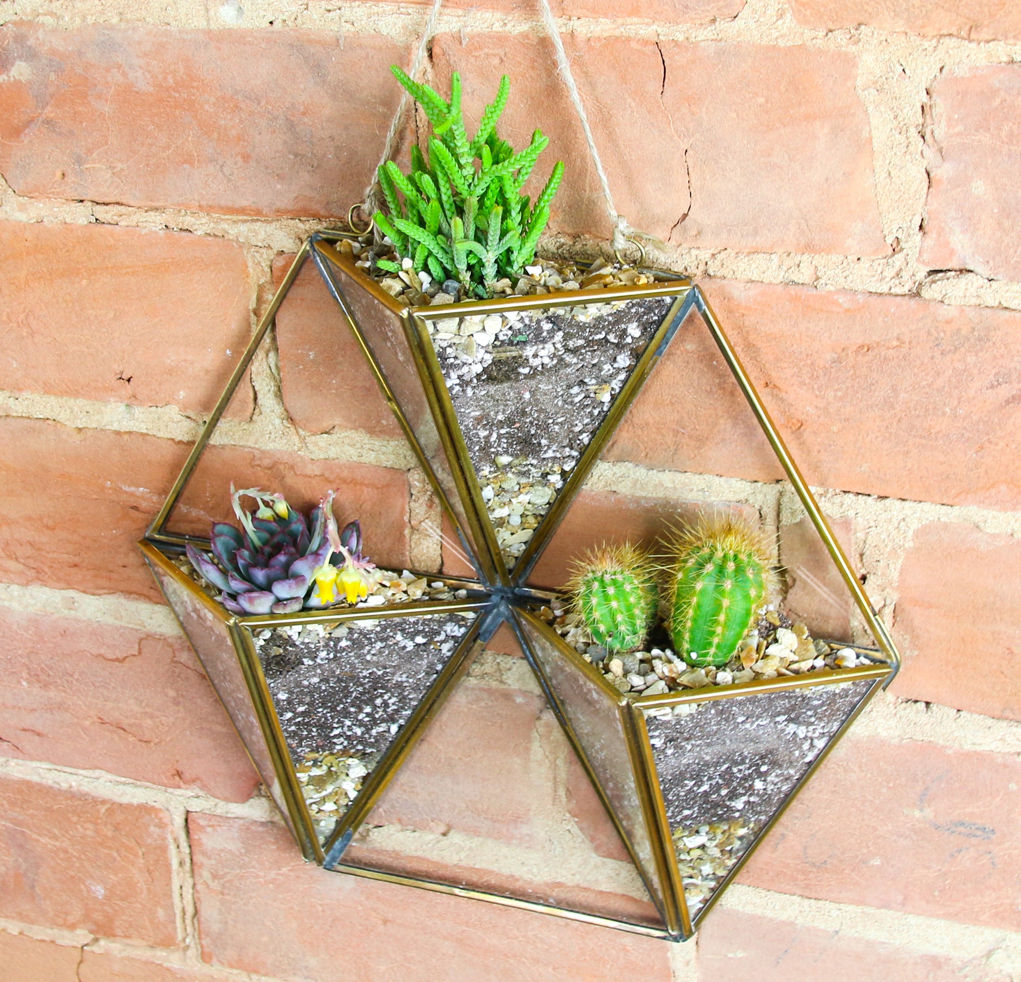 Wall Hanging Succulent Plants Best Succulent Ideas