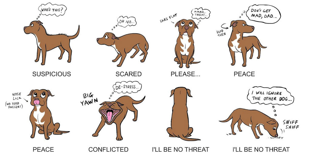 Understanding Your Dogs Body Language Barking Bullies