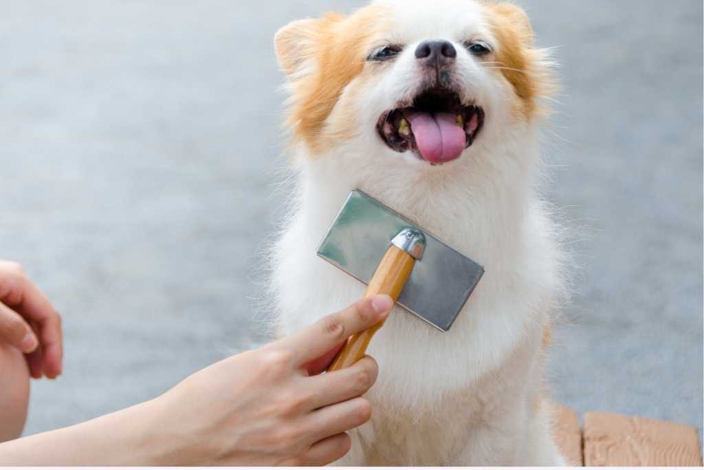 How To Groom Your Dog At Home Good Dog People™