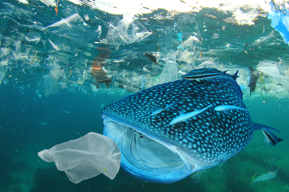 Plastics The Dangers And How You Can Help Securr™