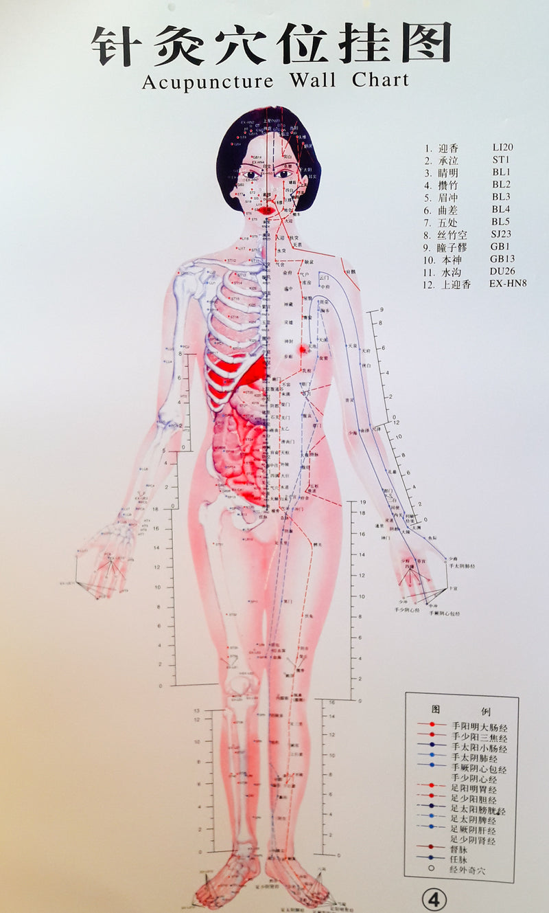 Acupuncture Chart Female Front