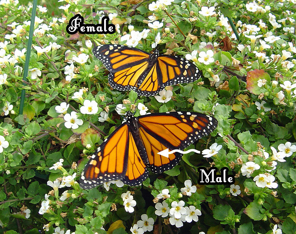 Male Or Female Monarch Butterflies Difference Butterfly Pictures