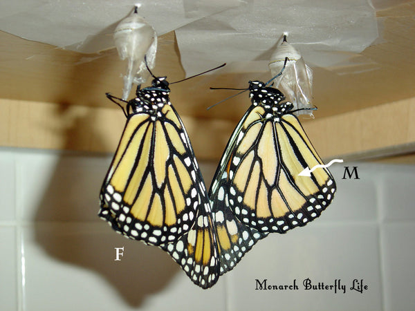 Male Or Female Monarch Butterflies Difference Butterfly Pictures