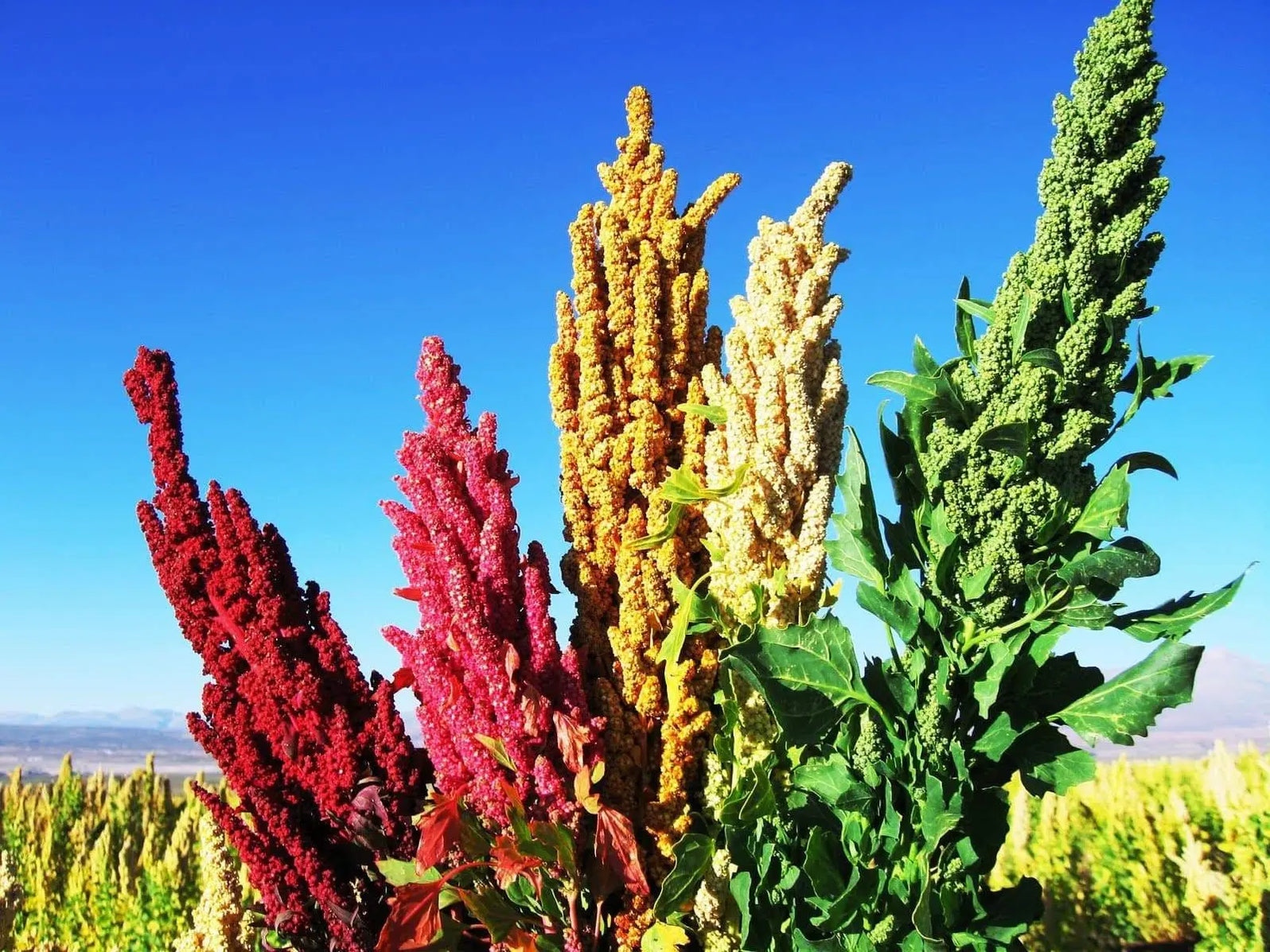 Buy Quinoa Plant Seeds Chenopodium Quinoa Brightest Brilliant