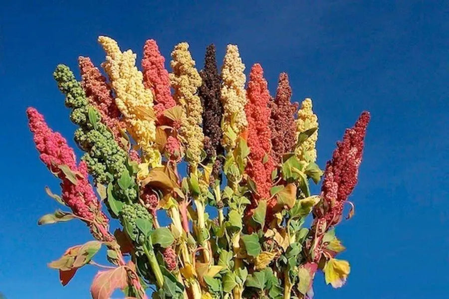 Quinoa Plant Seeds Chenopodium Quinoa Brightest Brilliant Rainbow