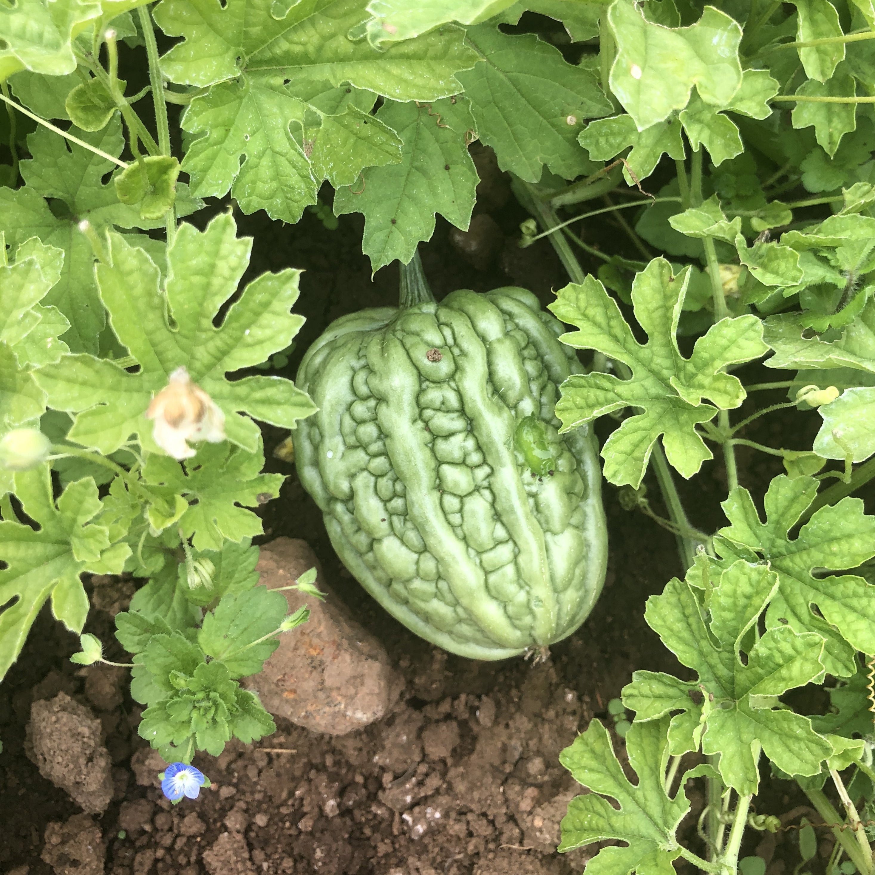 Bitter Melon Chinese Siskiyou Seeds