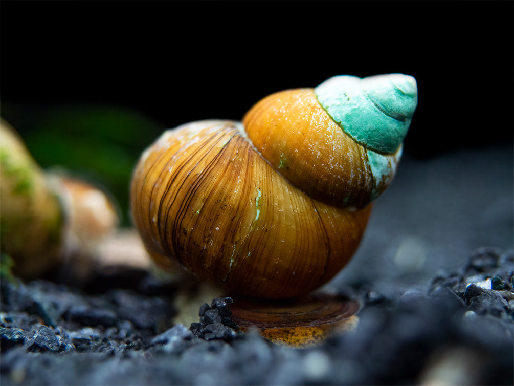 Japanese Trapdoor Snails Aquatic Arts On Sale Today For 399