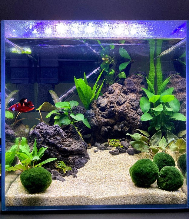 Set Up Low Tech Planted Tank For A Betta Fish — Buce Plant