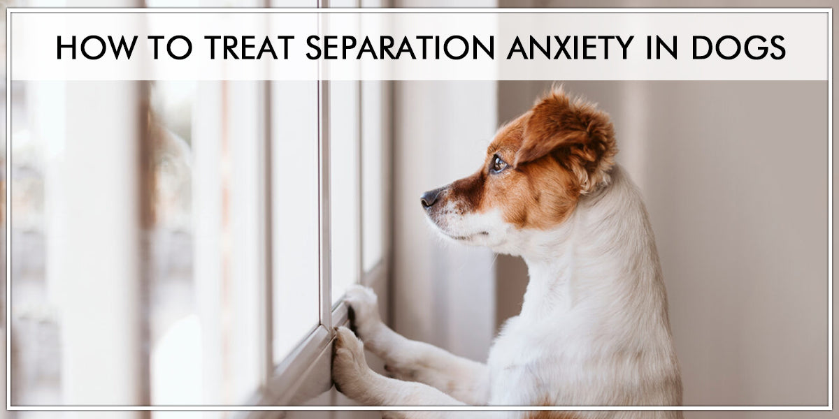 How To Treat Separation Anxiety In Dogs Pawsindia