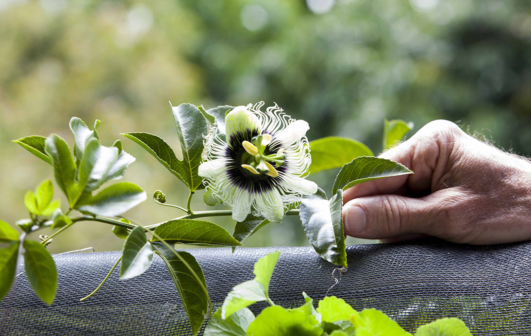 Passion Flower Natural Relaxation Stress Relief Sedative Herbs