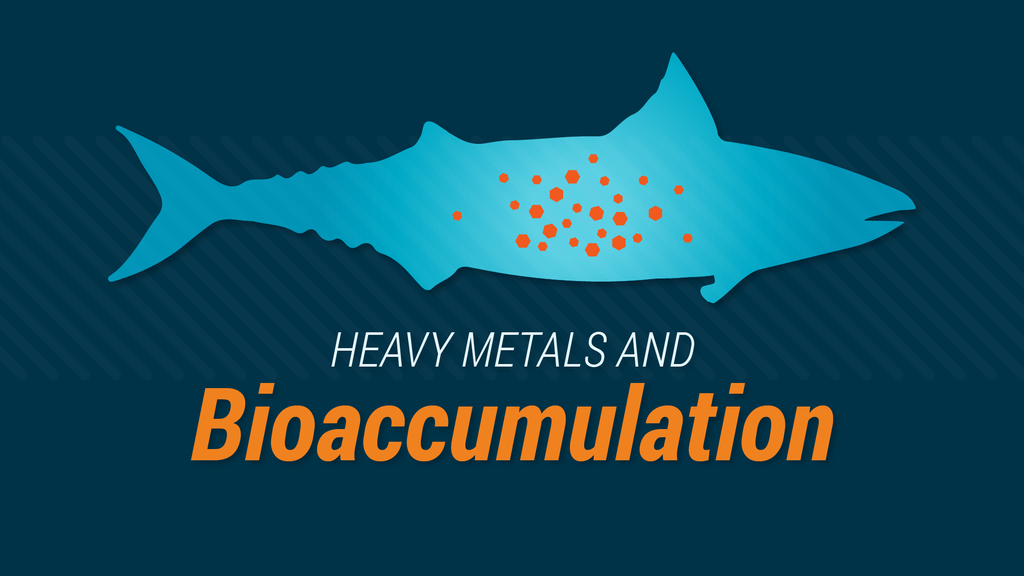 Heavy Metals And Bioaccumulation What You Need To Know Simplelab Tap