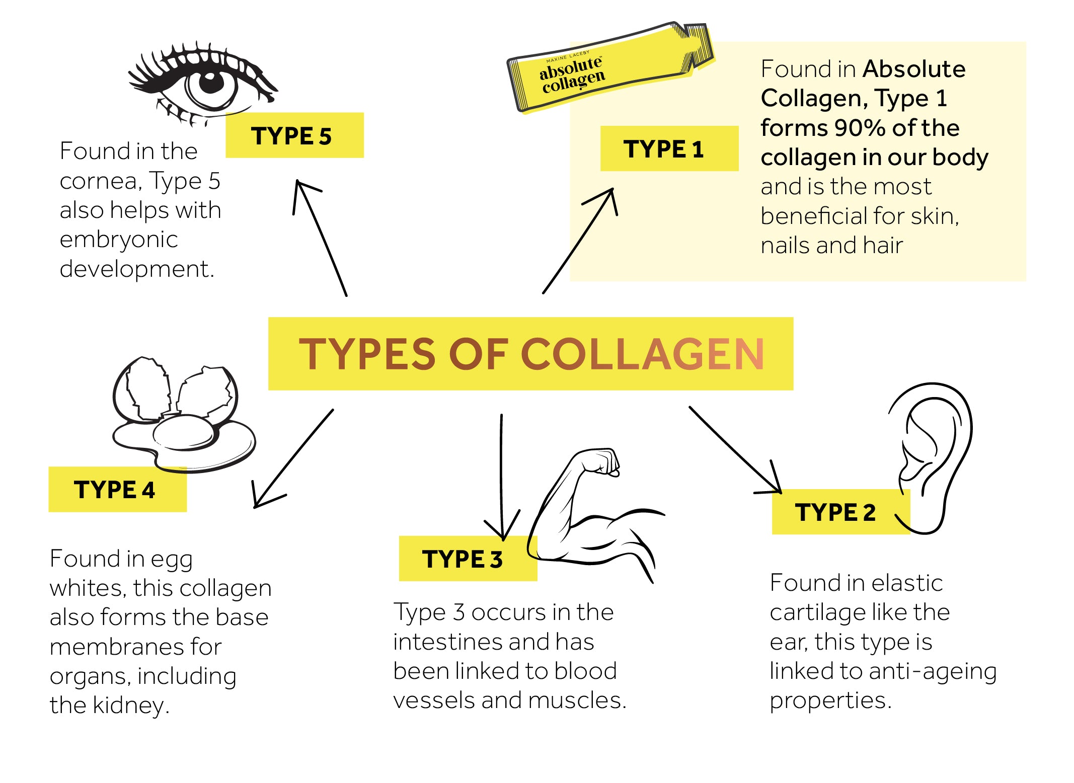 Different Types Of Collagen Which Is Best Collagen Type Absolute