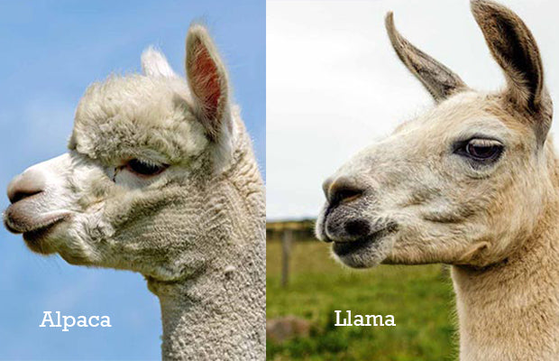 7 Ways To Tell The Difference Between An Alpaca Vs Llama