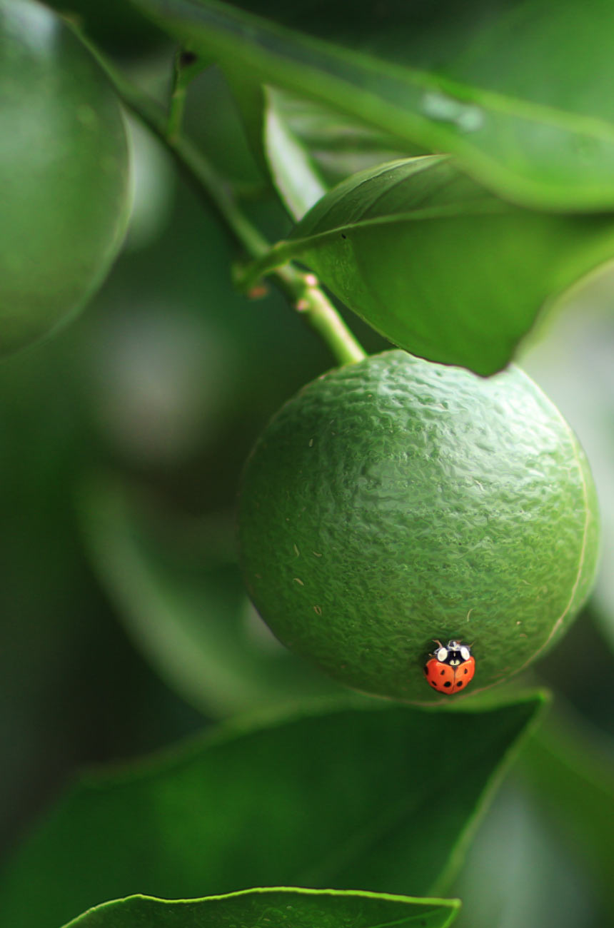 Citrus Pests And Diseases Fruit Salad Trees