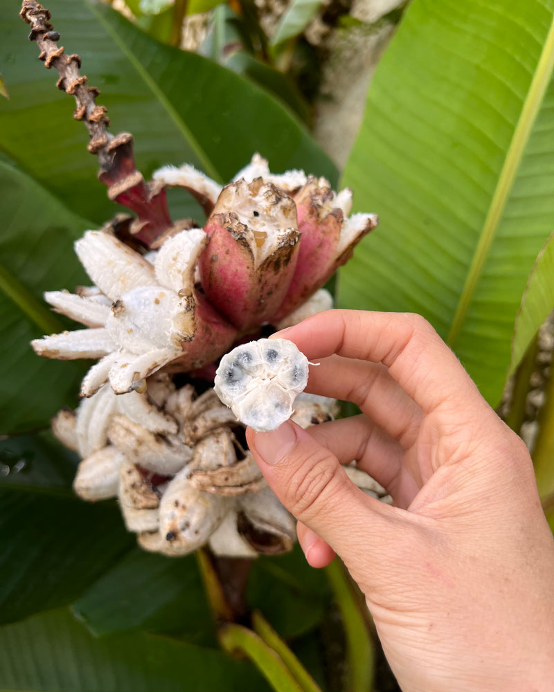 Pink Seeded Banana Box Miami Fruit