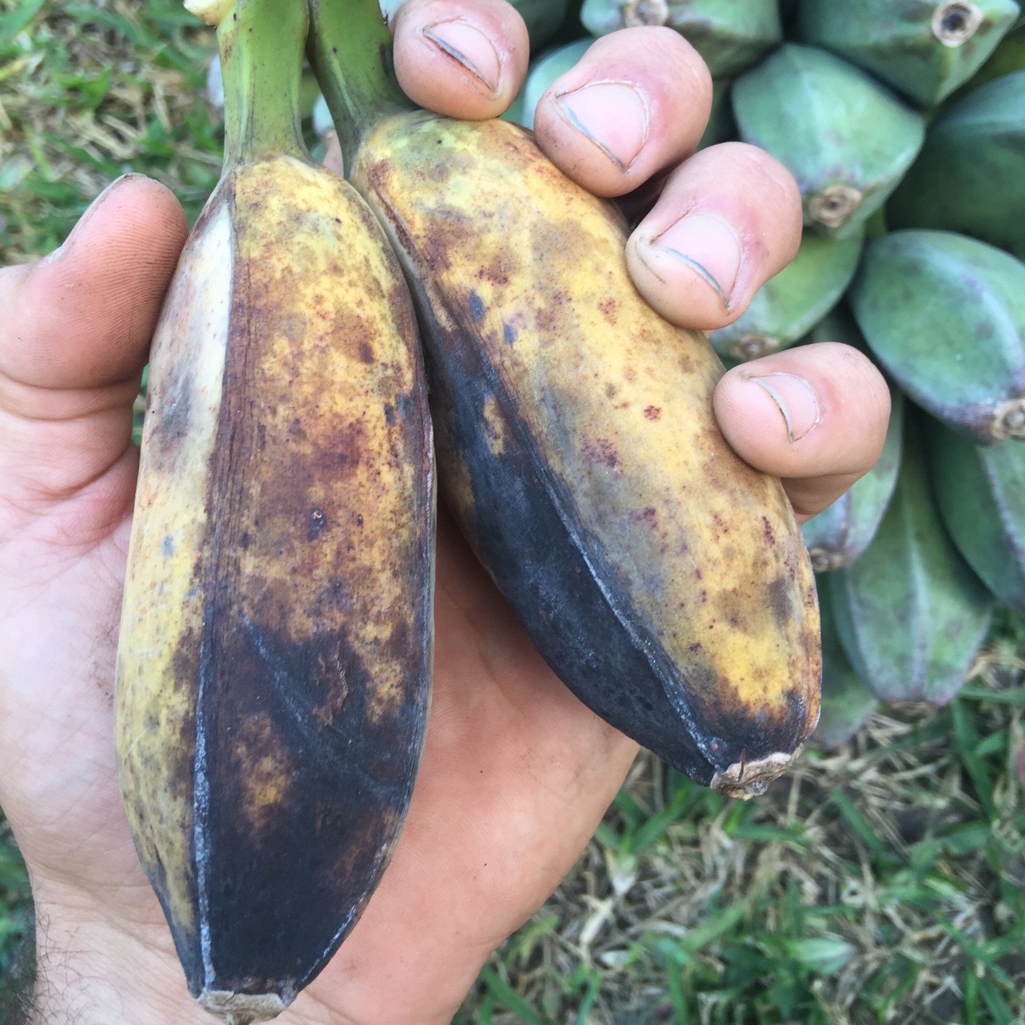 Saba Banana Pre Order Miami Fruit