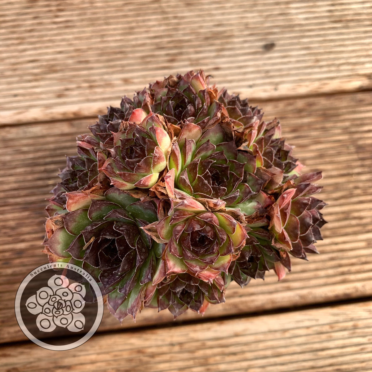 Sempervivum Mahogany Succulents Australia Sales