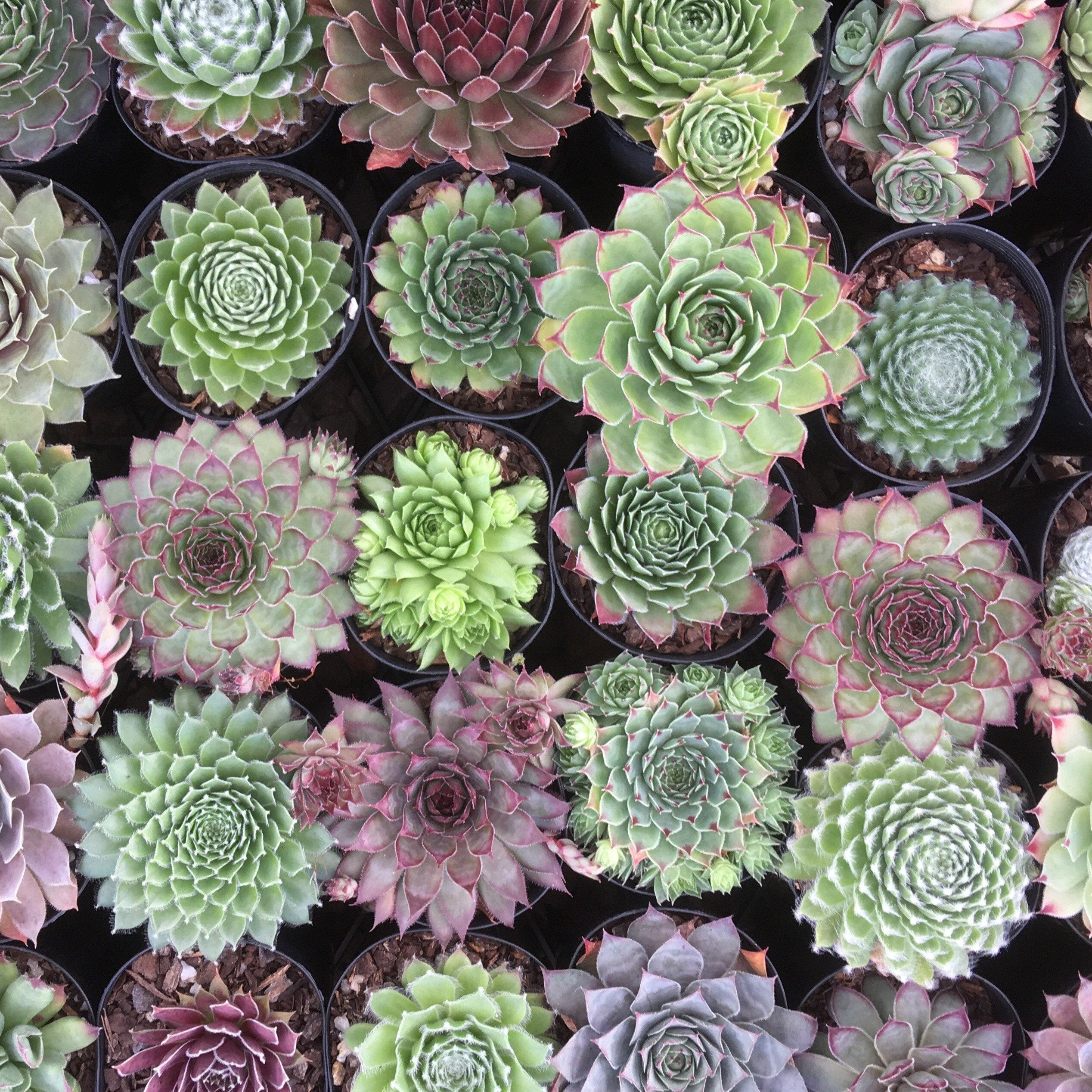 A Sempervivum Collection Set Succulents Australia Sales