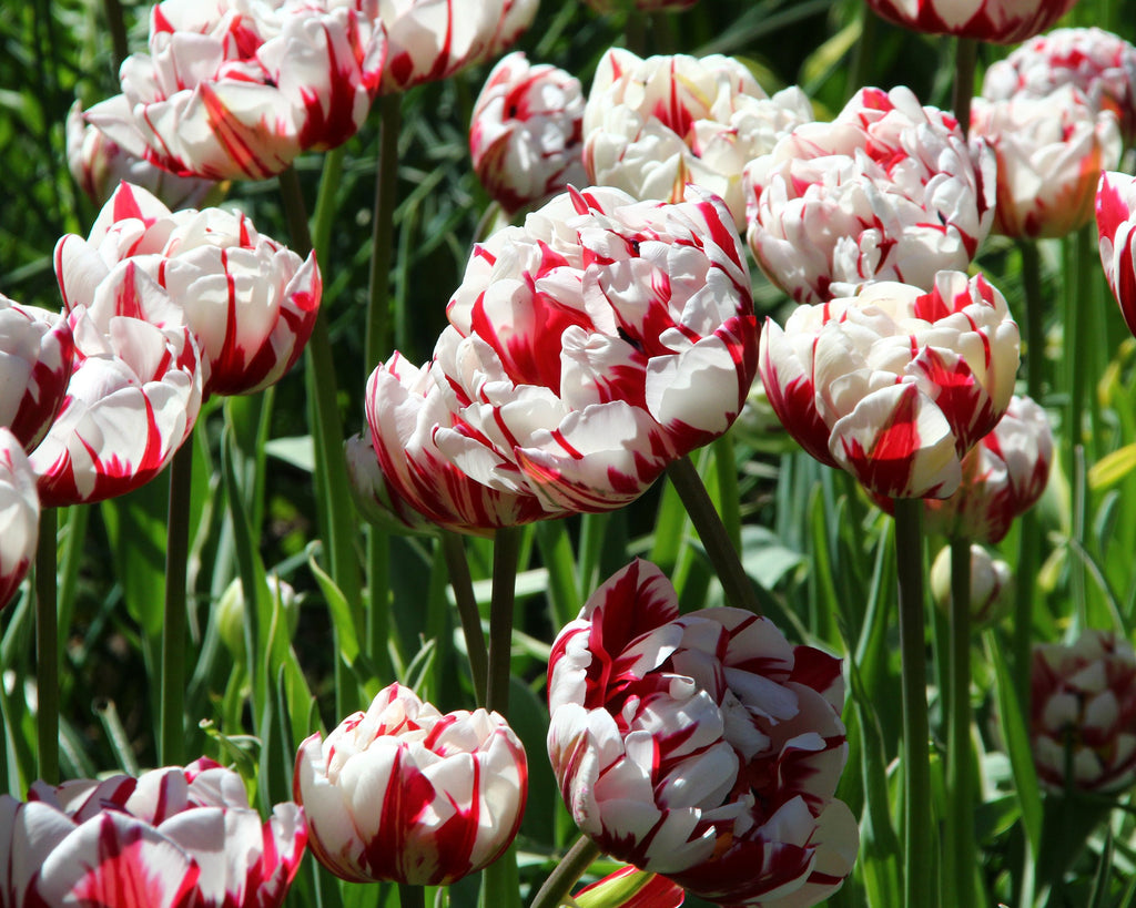 Tulip Carnaval De Nice Bulbs — Buy Online At Farmer Gracy Uk