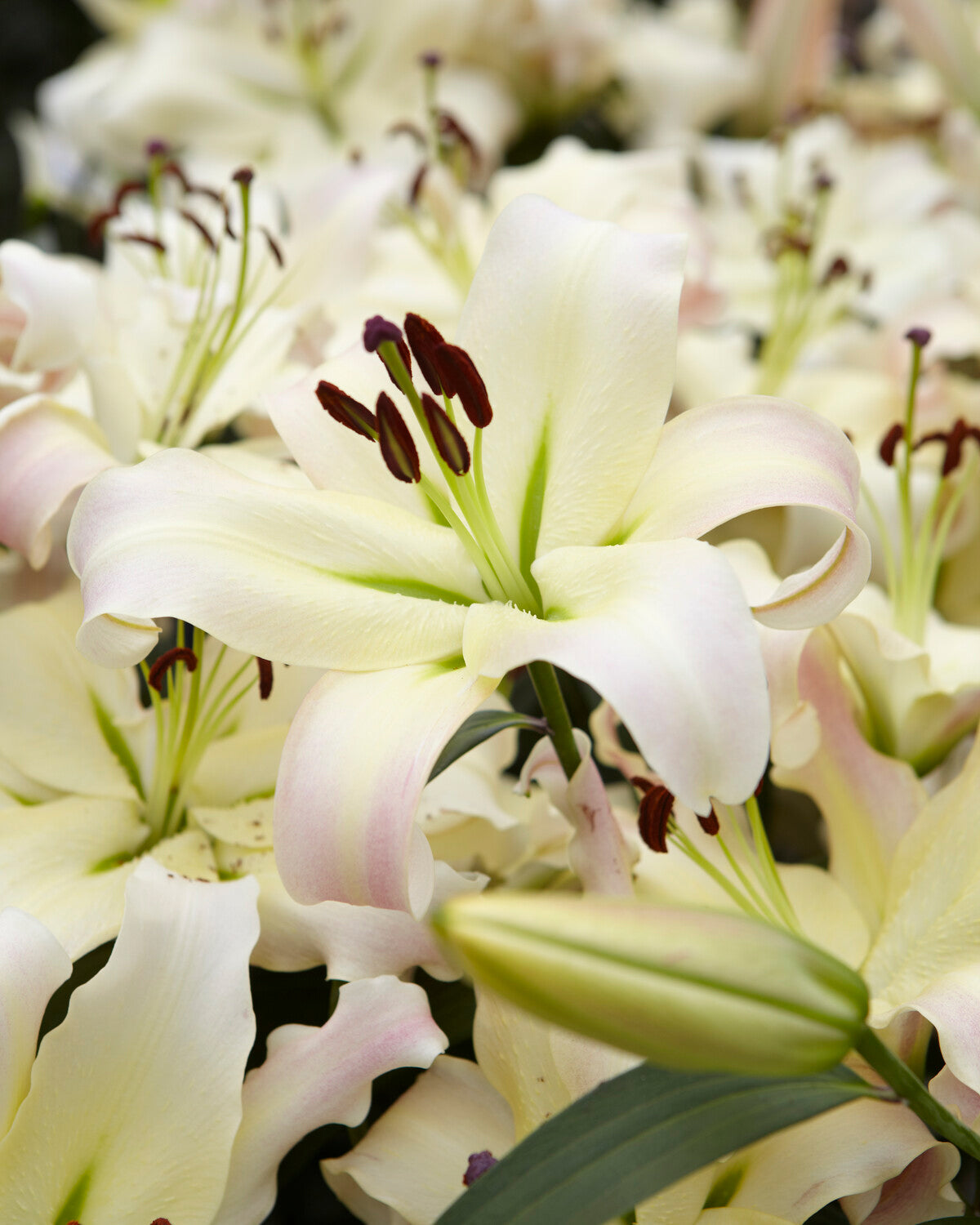 Lily Pretty Woman Bulbs — Buy White Orienpet Lilies Online At Farmer