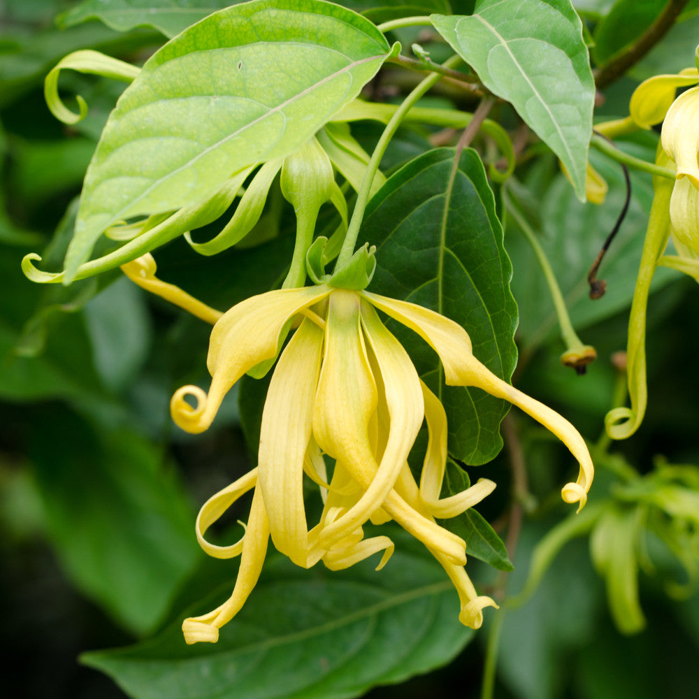 Timeless Organic Ylang Ylang 2 Essential Oil For Skin Care Anxiety