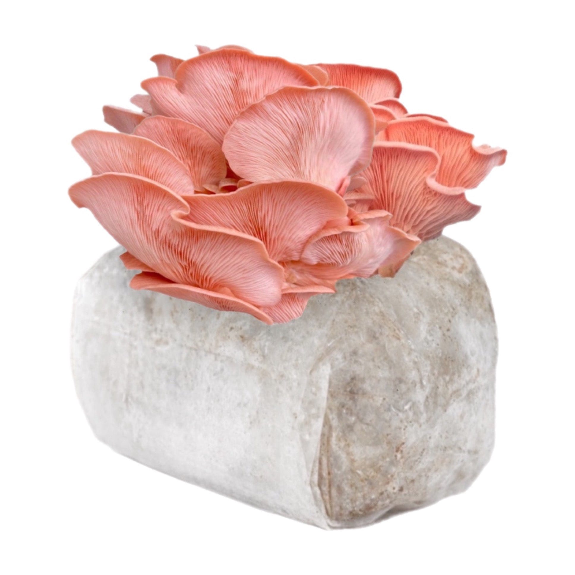 Pink Oyster Mushrooms