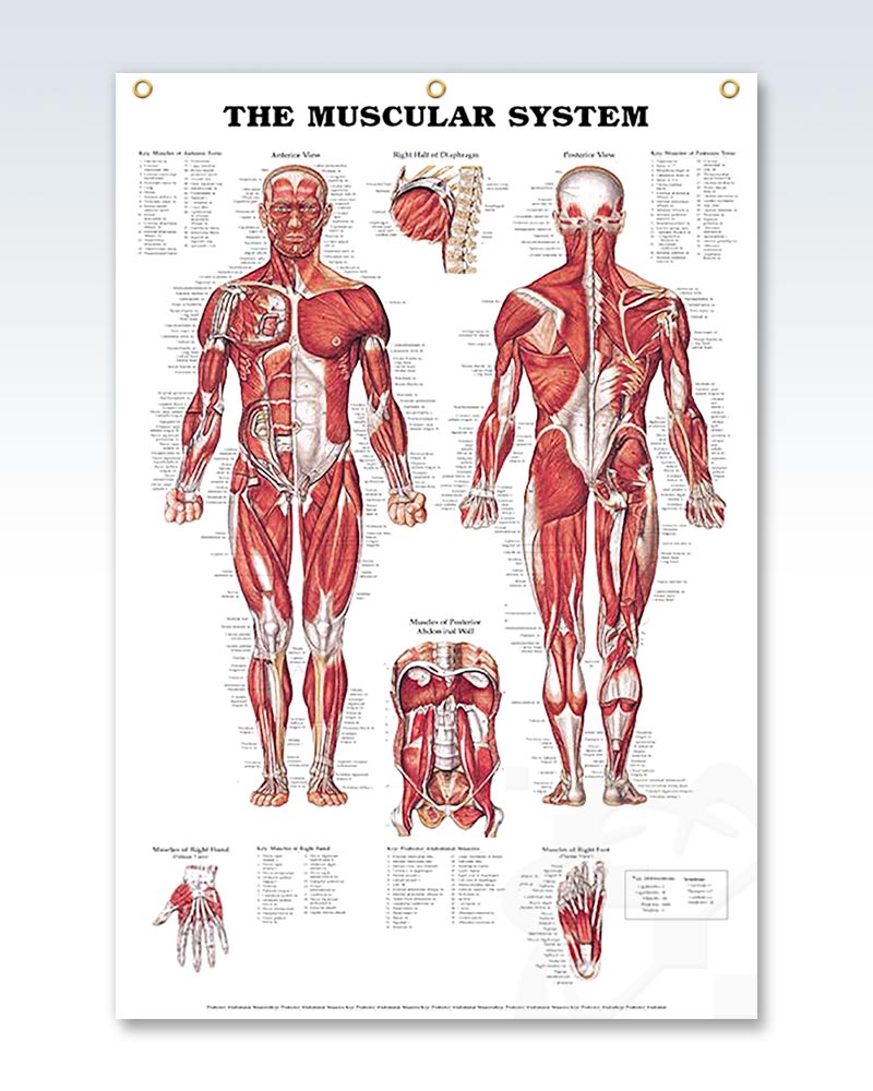 Anatomy Of The Muscular System