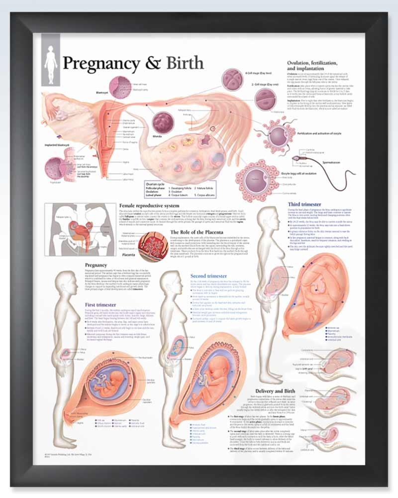 Pregnancy And Birth Female Exam Room Anatomy Posters Clinicalposters